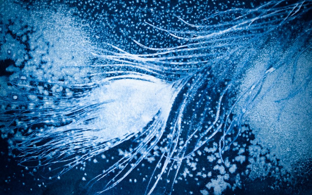 Creative photography and the Cyanotype process | Quiet Landscapes